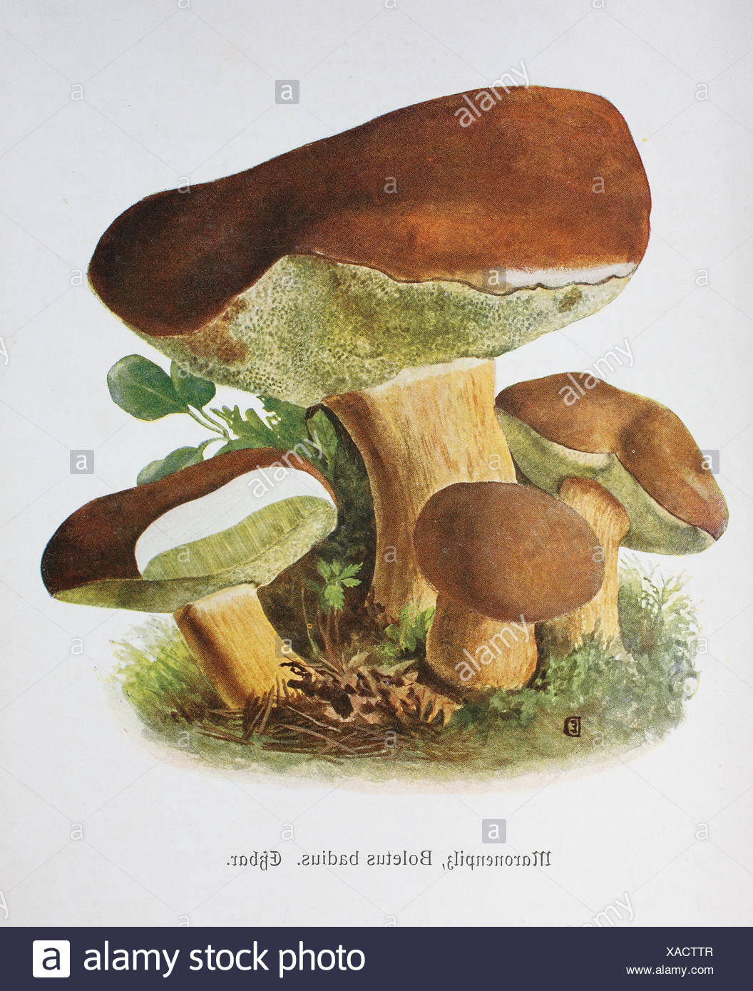 Maronen High Resolution Stock Photography and Images - Alamy