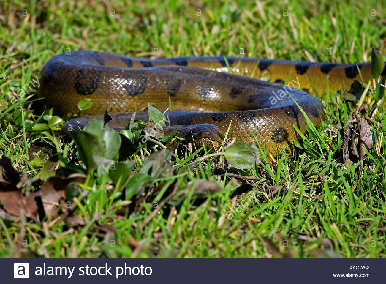 Green Anaconda Eunectes Murinus High Resolution Stock Photography and ...
