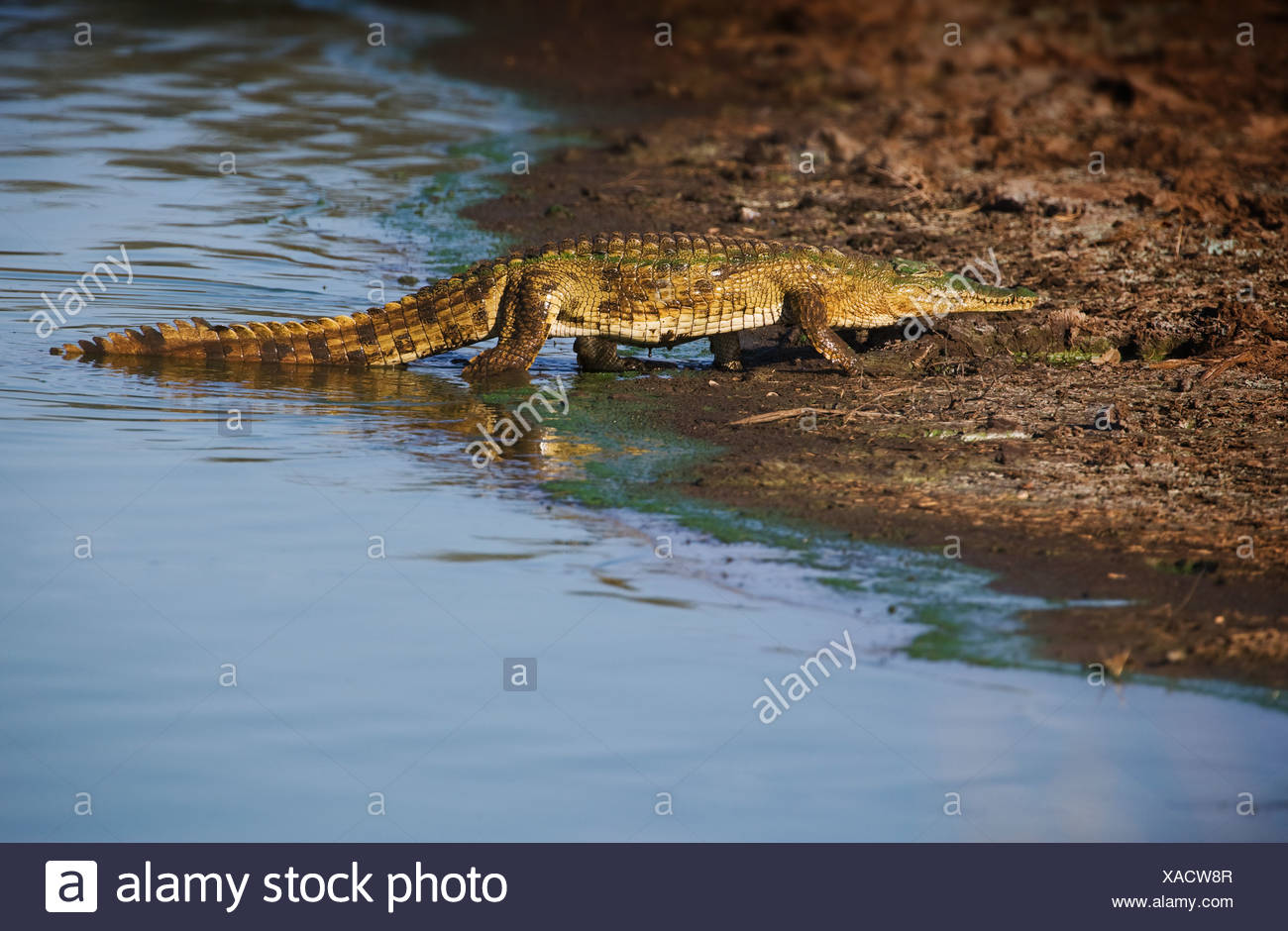 Alligator Profile View High Resolution Stock Photography and Images - Alamy