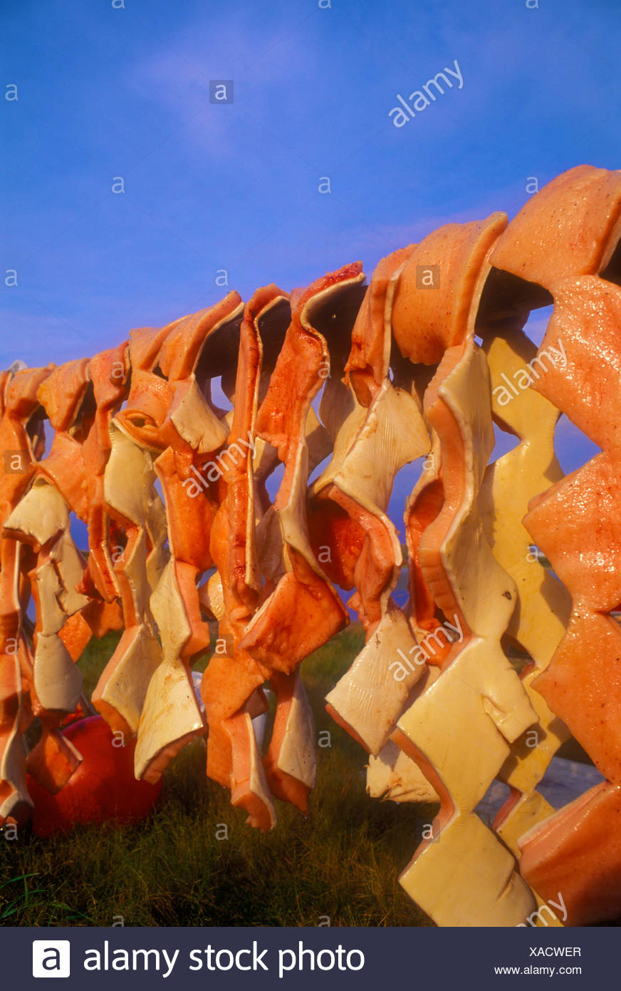 Muktuk Stock Photos & Muktuk Stock Images - Alamy