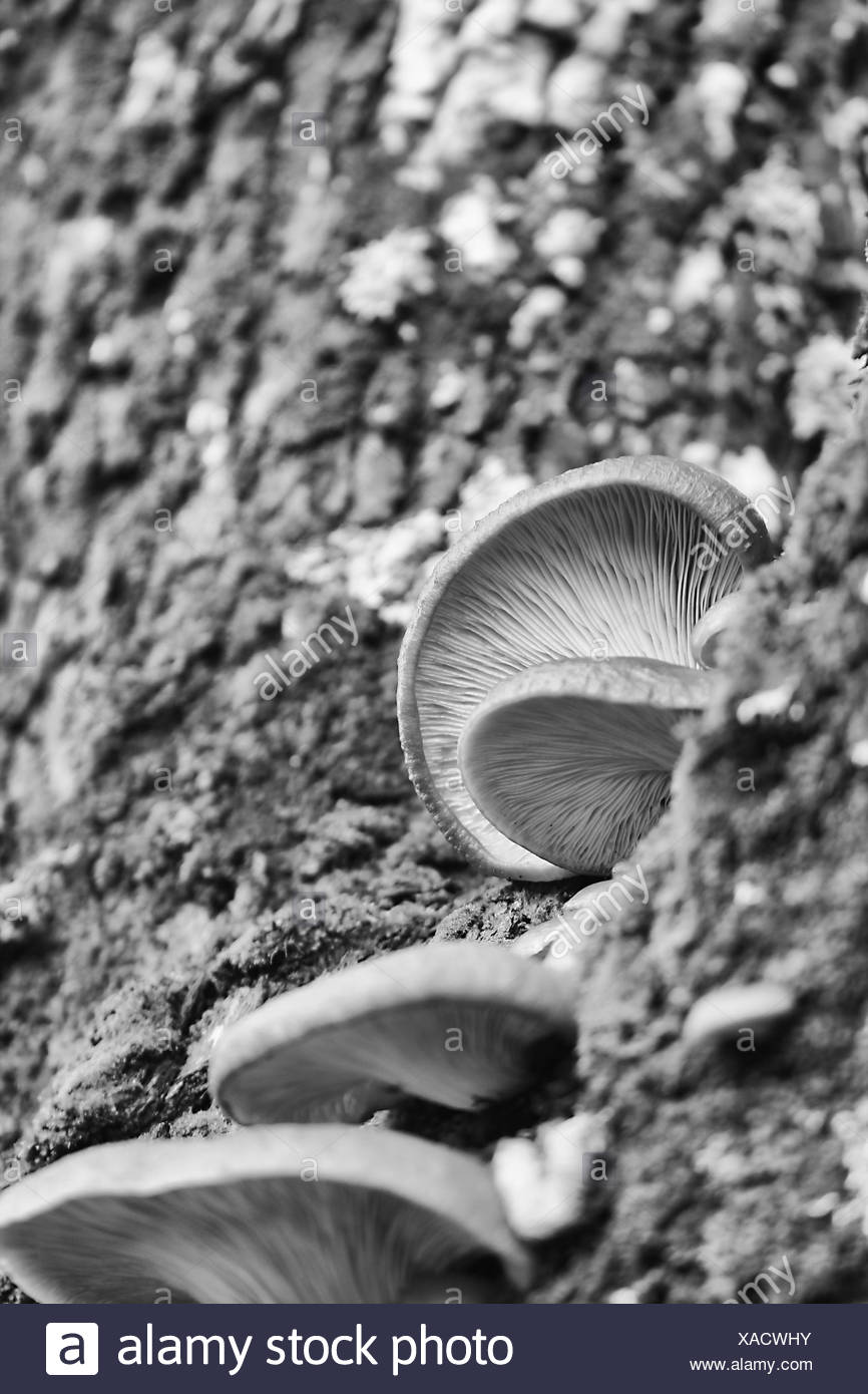 Black And White Fungi High Resolution Stock Photography and Images - Alamy