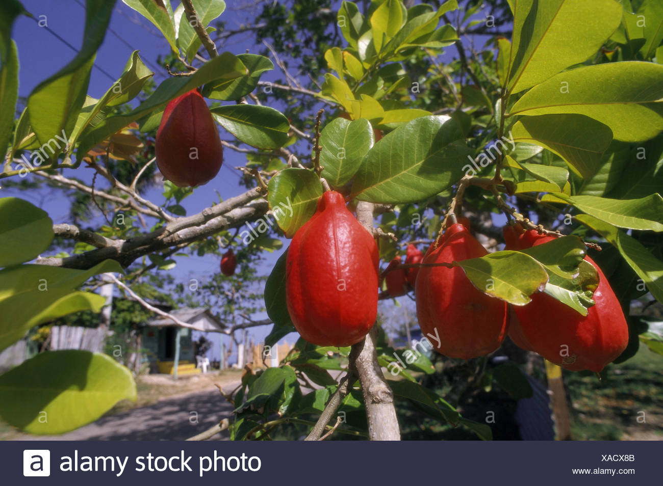 Ackee Tree High Resolution Stock Photography and Images - Alamy