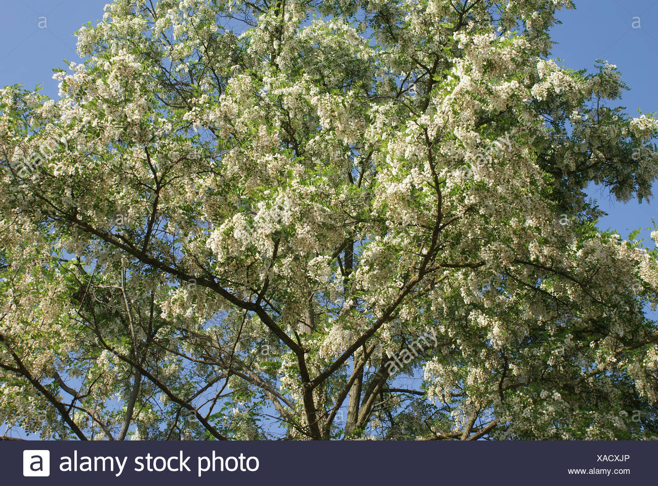 Black_locust High Resolution Stock Photography and Images - Alamy