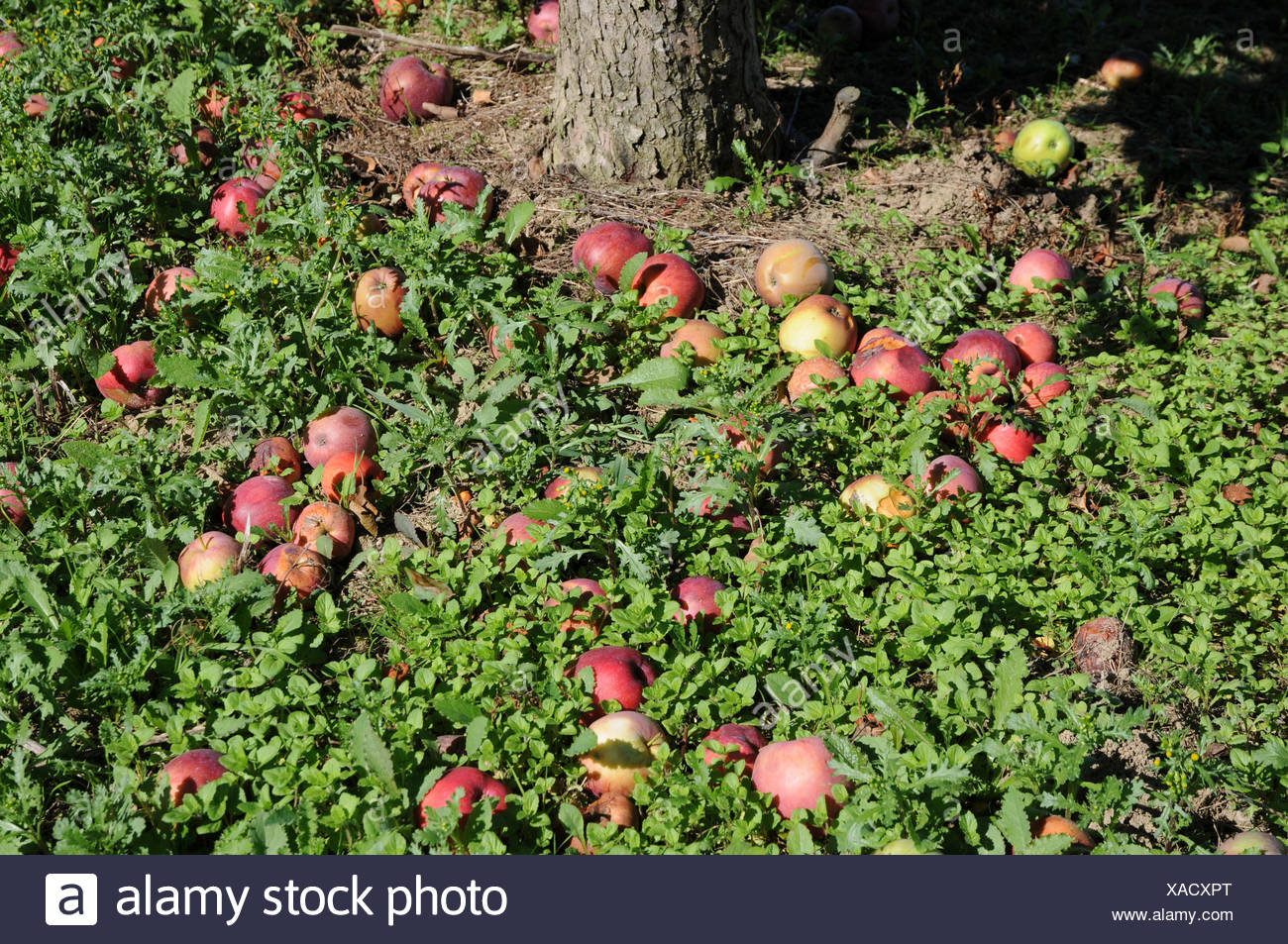 Rotten Plants High Resolution Stock Photography and Images - Alamy