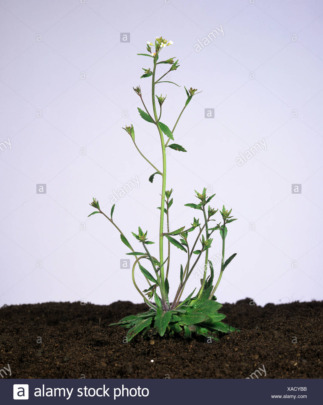 Arabidopsis Stock Photos & Arabidopsis Stock Images - Alamy