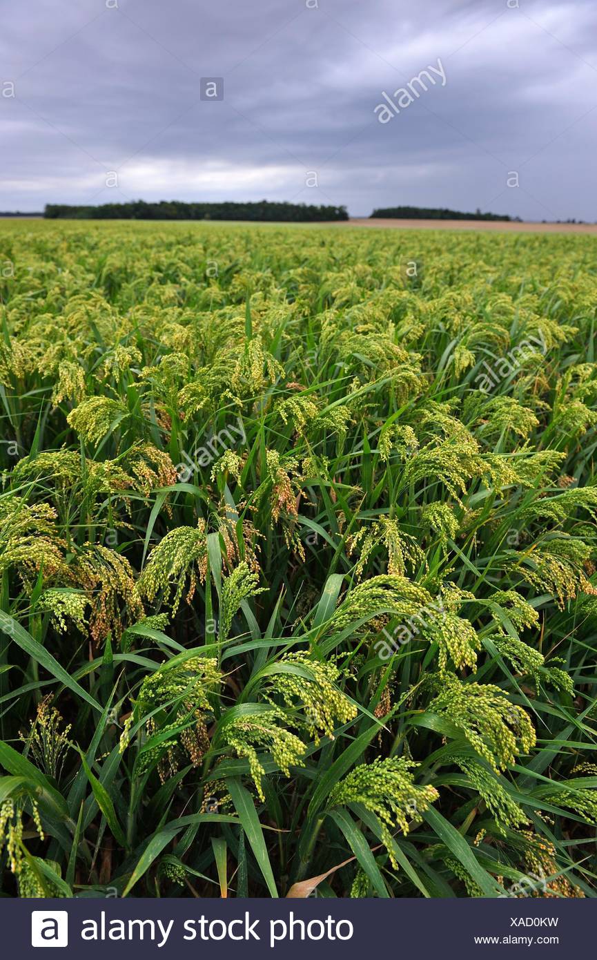 Millet Field High Resolution Stock Photography and Images - Alamy