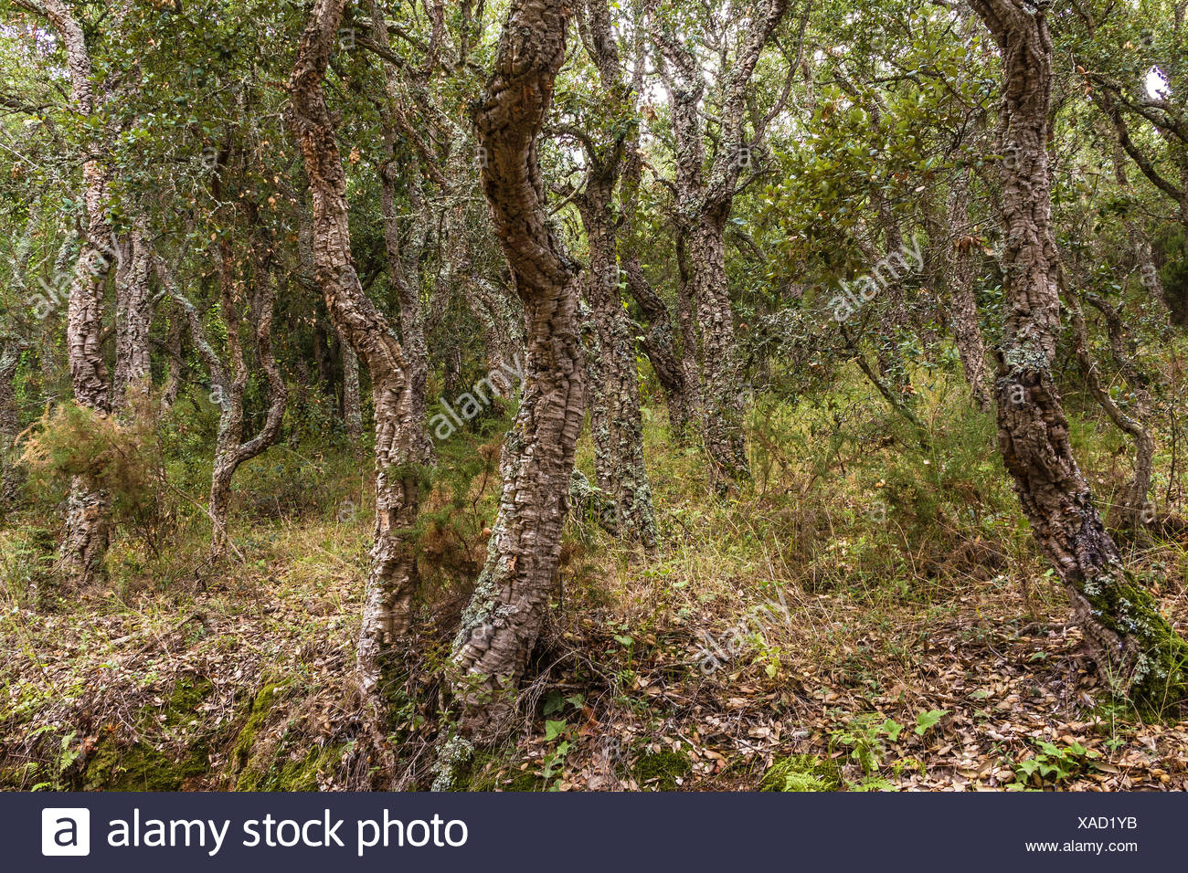 Cork Oak Forest Stock Photos & Cork Oak Forest Stock Images - Alamy