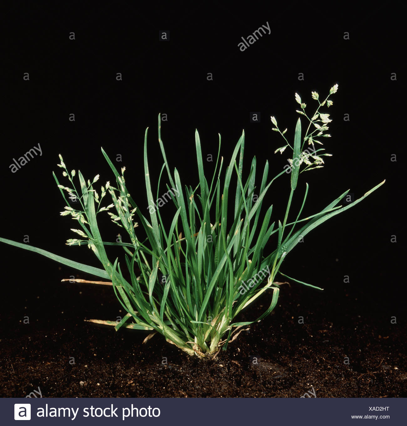 Poa Annua Stock Photos & Poa Annua Stock Images - Alamy
