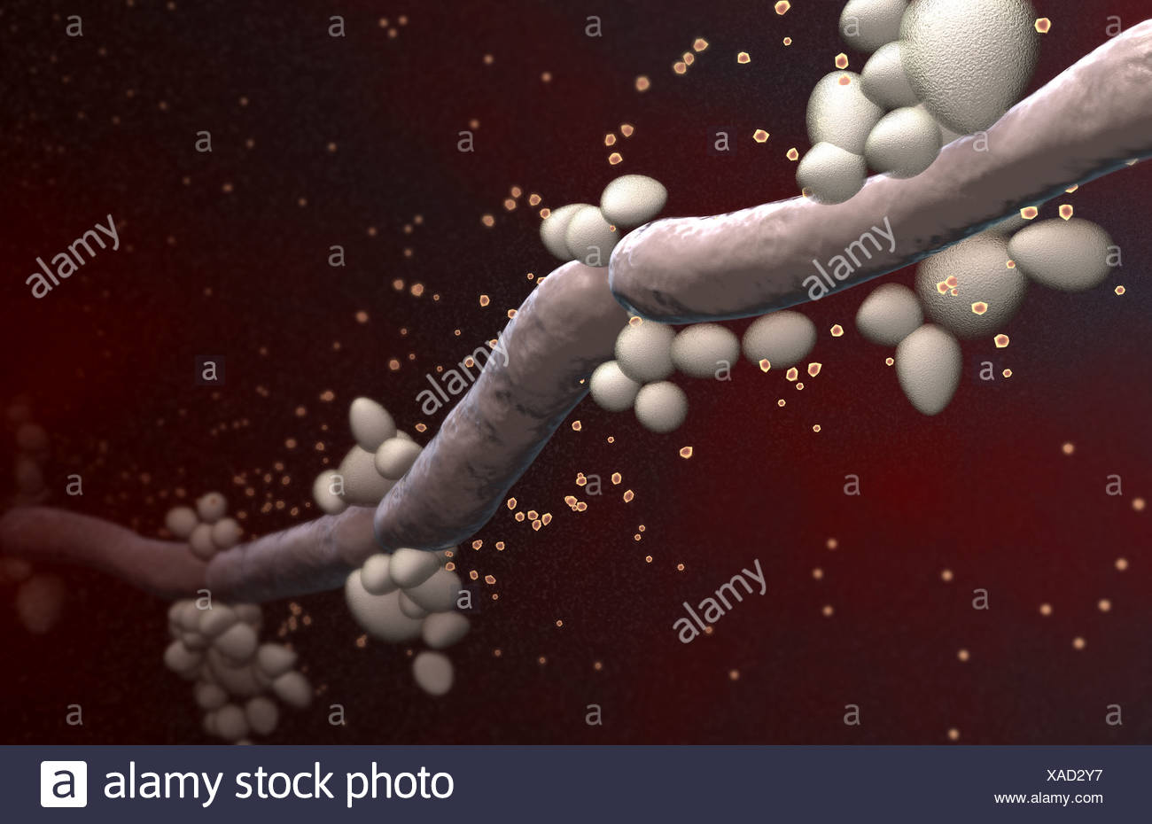 Candida Albicans High Resolution Stock Photography and Images - Alamy