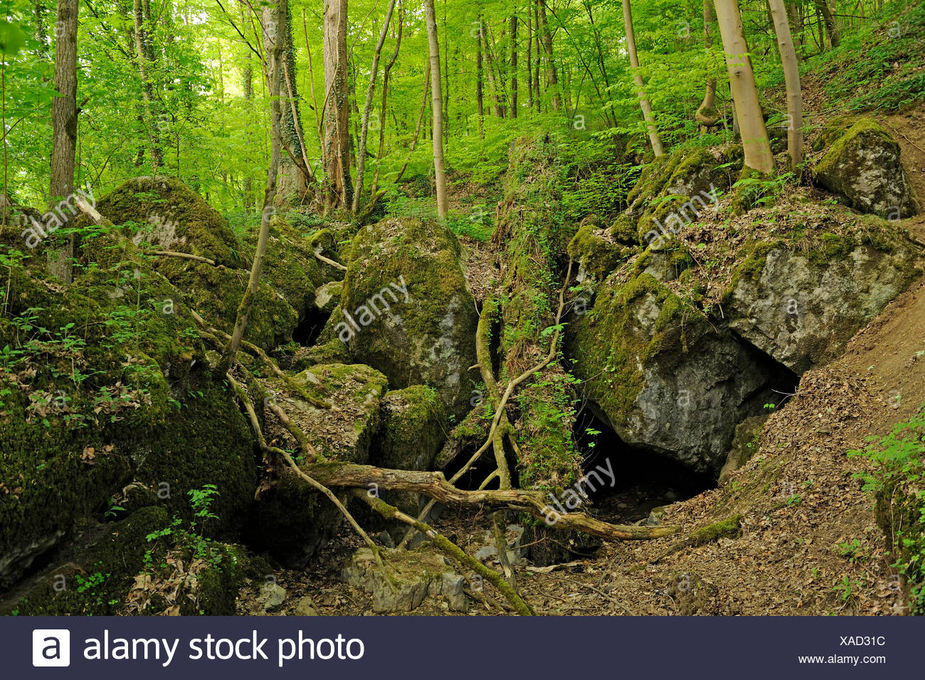 Caves In Forest High Resolution Stock Photography and Images - Alamy