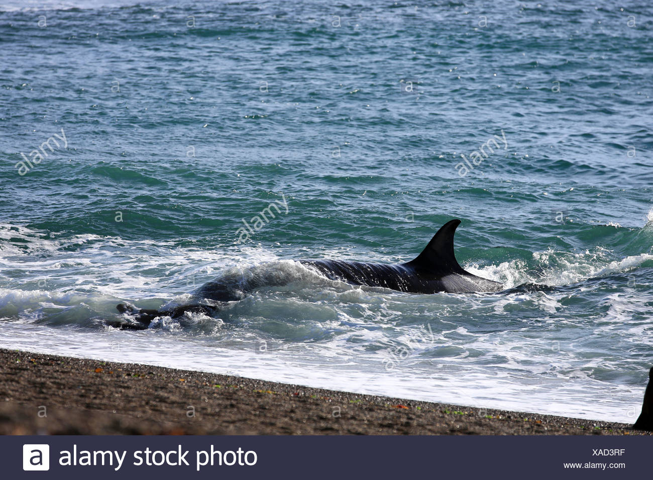 Orca Great Killer Whale Grampus High Resolution Stock Photography and ...
