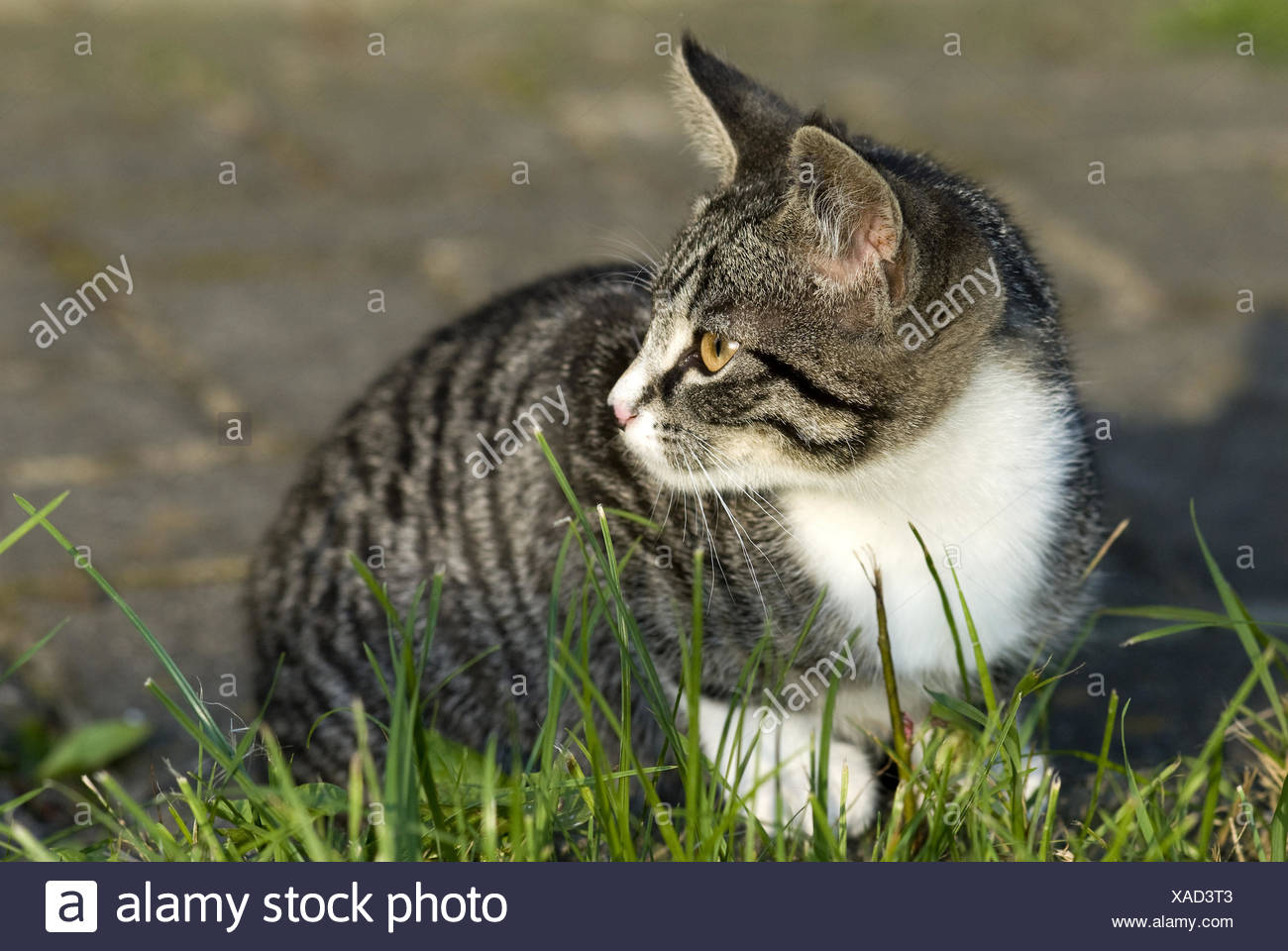 Pictures Of Cats High Resolution Stock Photography and Images - Alamy