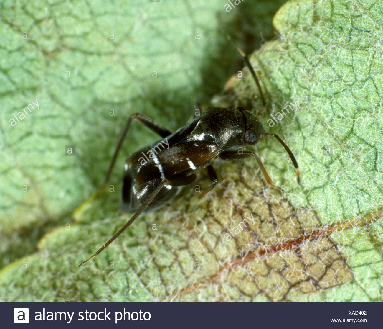 Pilophorus Perplexus High Resolution Stock Photography and Images - Alamy