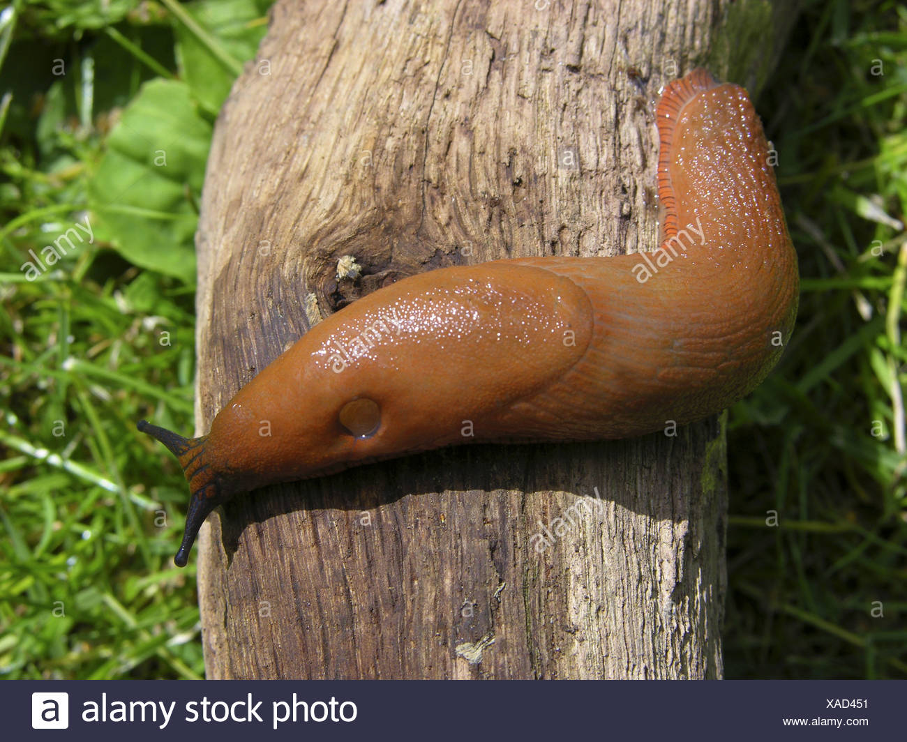 Lusitanian Slug High Resolution Stock Photography and Images - Alamy
