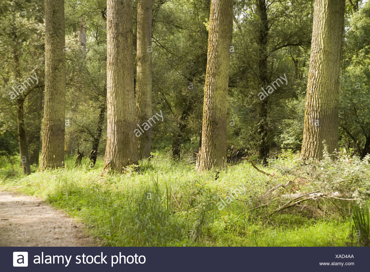 Poplar Populus Spec High Resolution Stock Photography and Images - Alamy