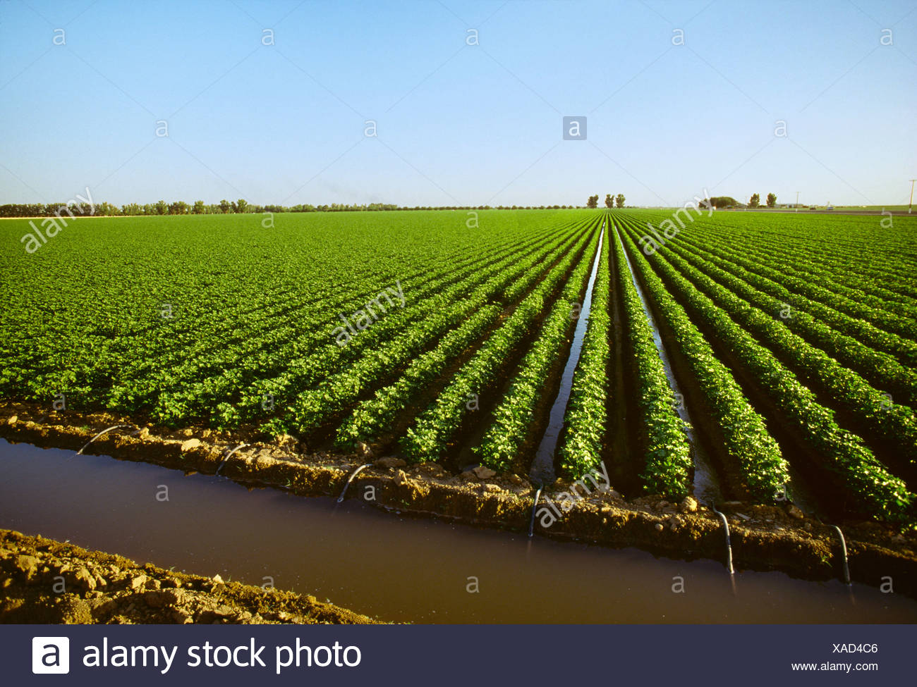 Furrow Irrigation High Resolution Stock Photography and Images - Alamy