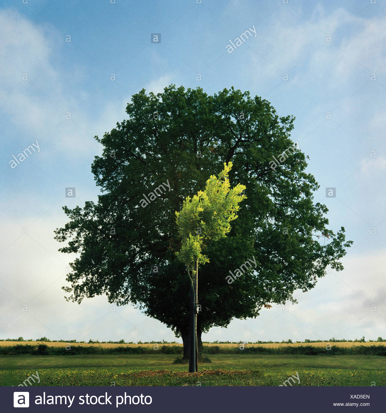 Oak Sapling High Resolution Stock Photography and Images - Alamy