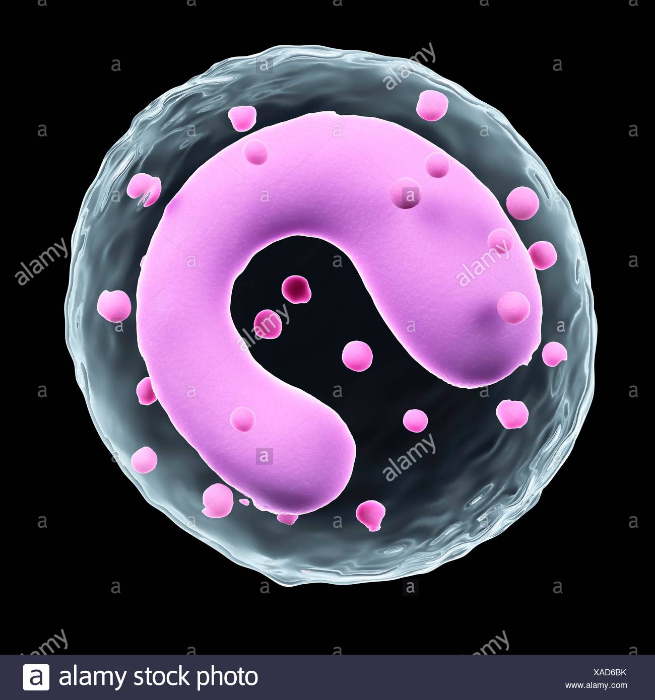 Monocyte Stock Photos & Monocyte Stock Images - Alamy