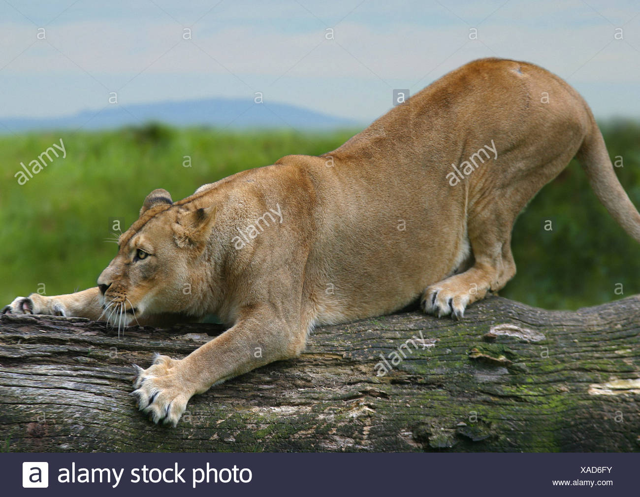 Lion Claws High Resolution Stock Photography and Images - Alamy