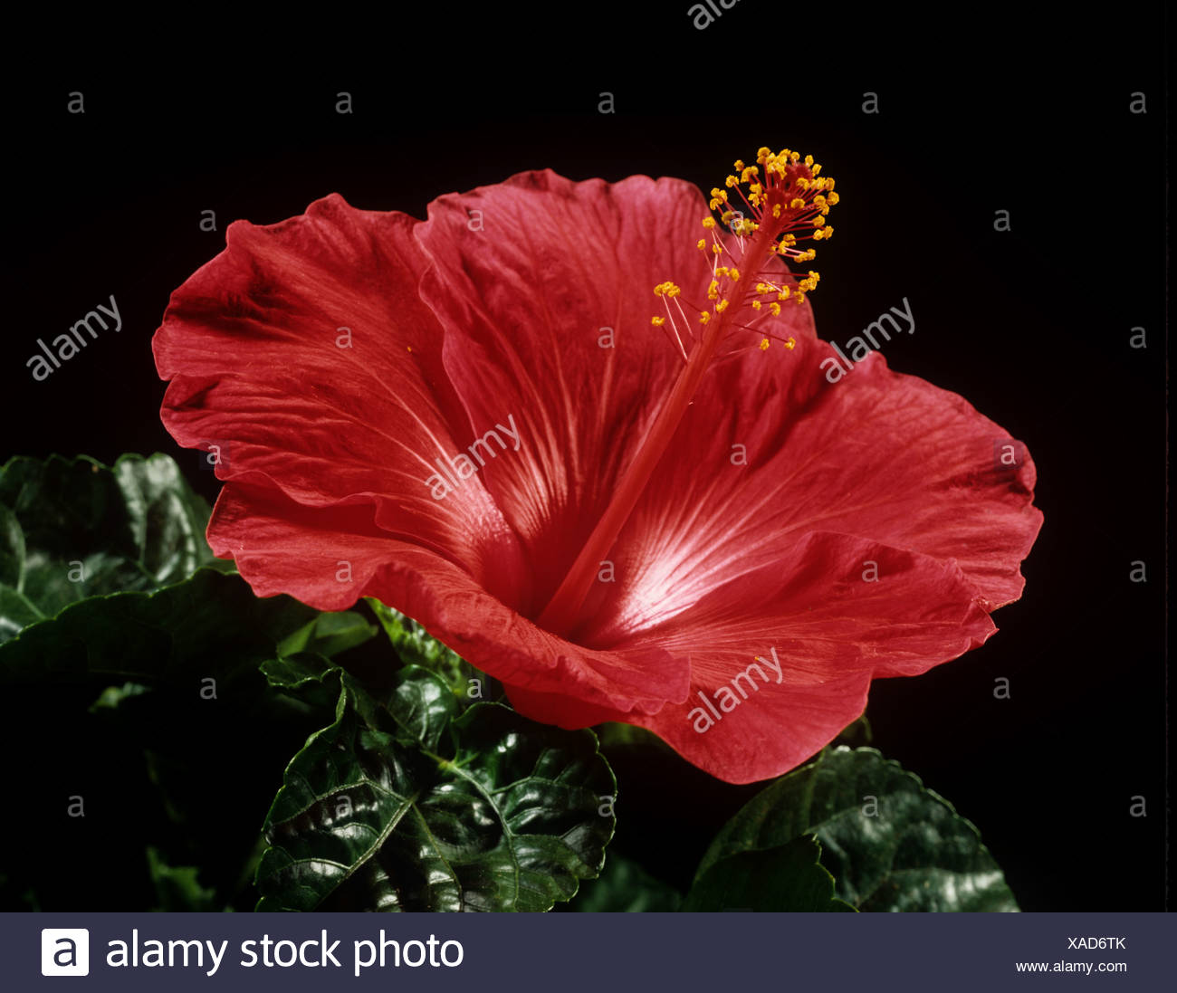 Hibiscus Rosa Sinensis High Resolution Stock Photography and Images - Alamy