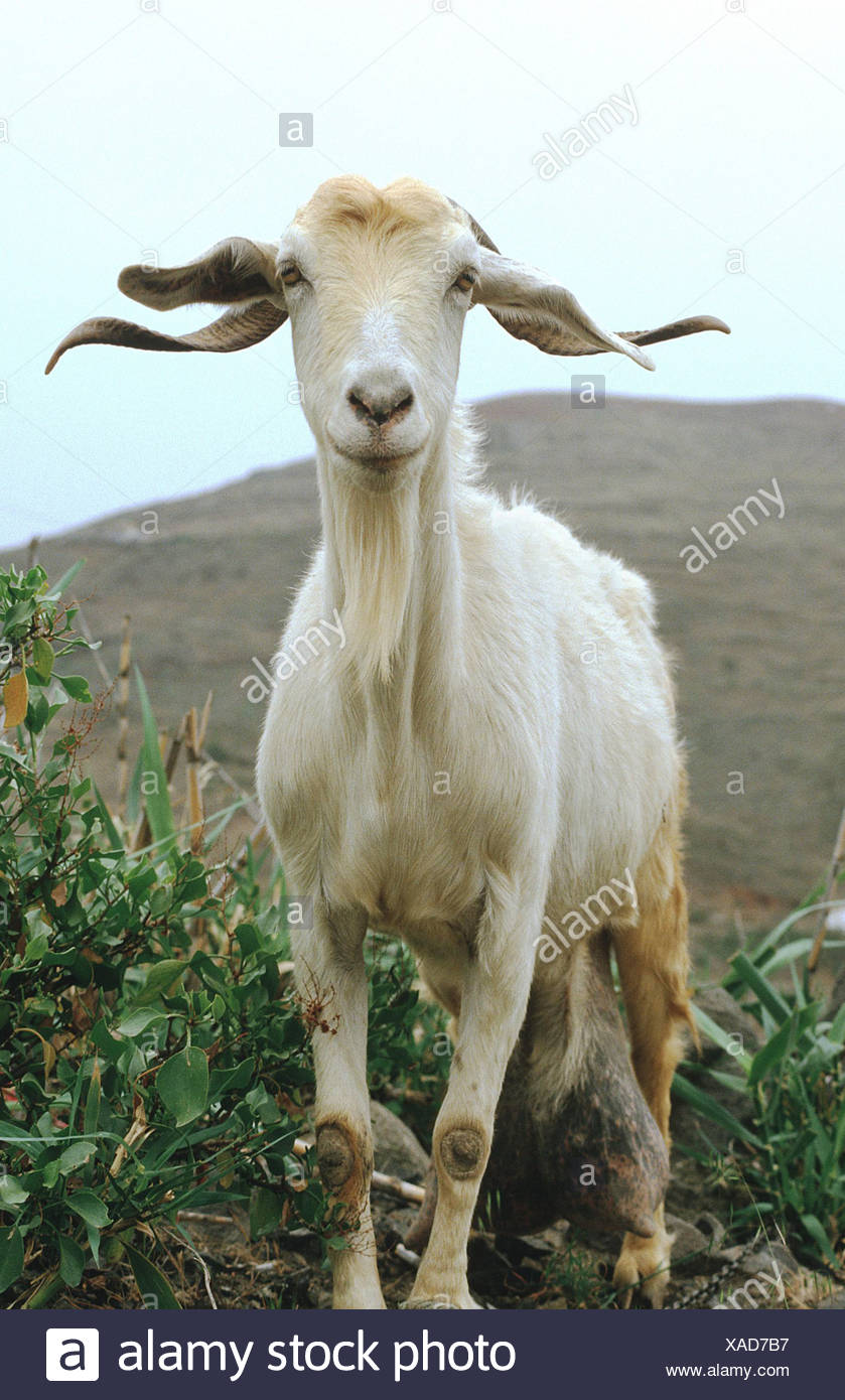 Cashmere Goat Capra Hircus High Resolution Stock Photography and Images ...