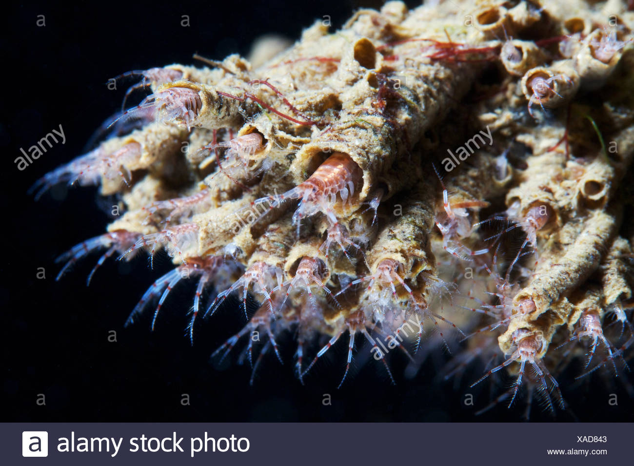 Difformis High Resolution Stock Photography and Images - Alamy
