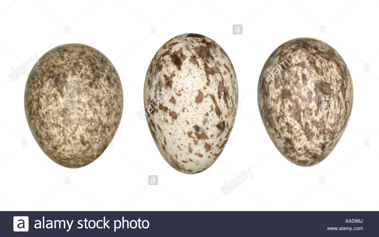Sparrow Egg High Resolution Stock Photography and Images - Alamy