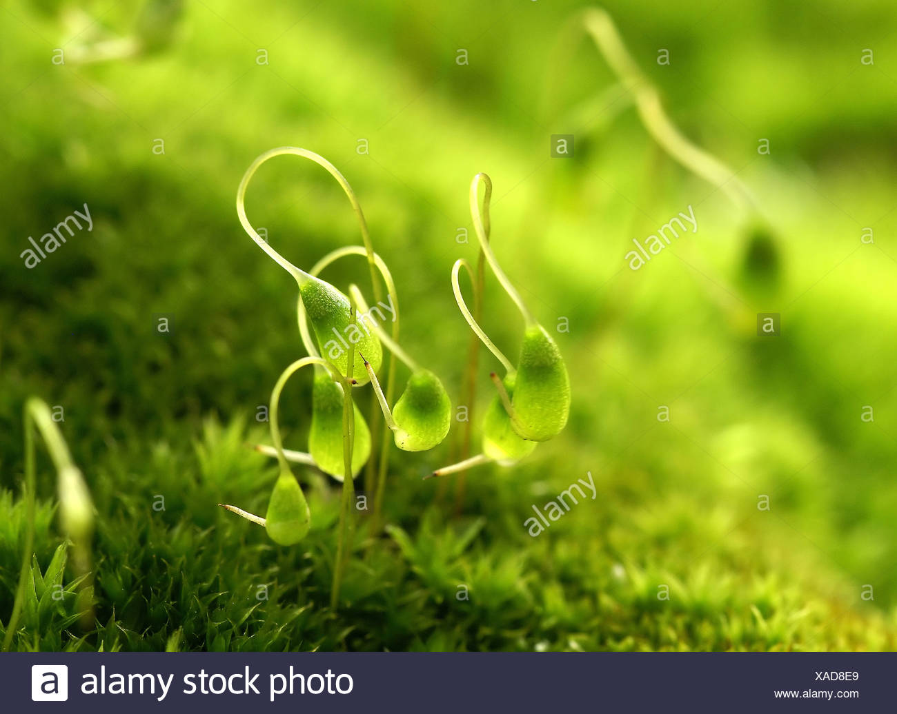 Funaria High Resolution Stock Photography and Images - Alamy