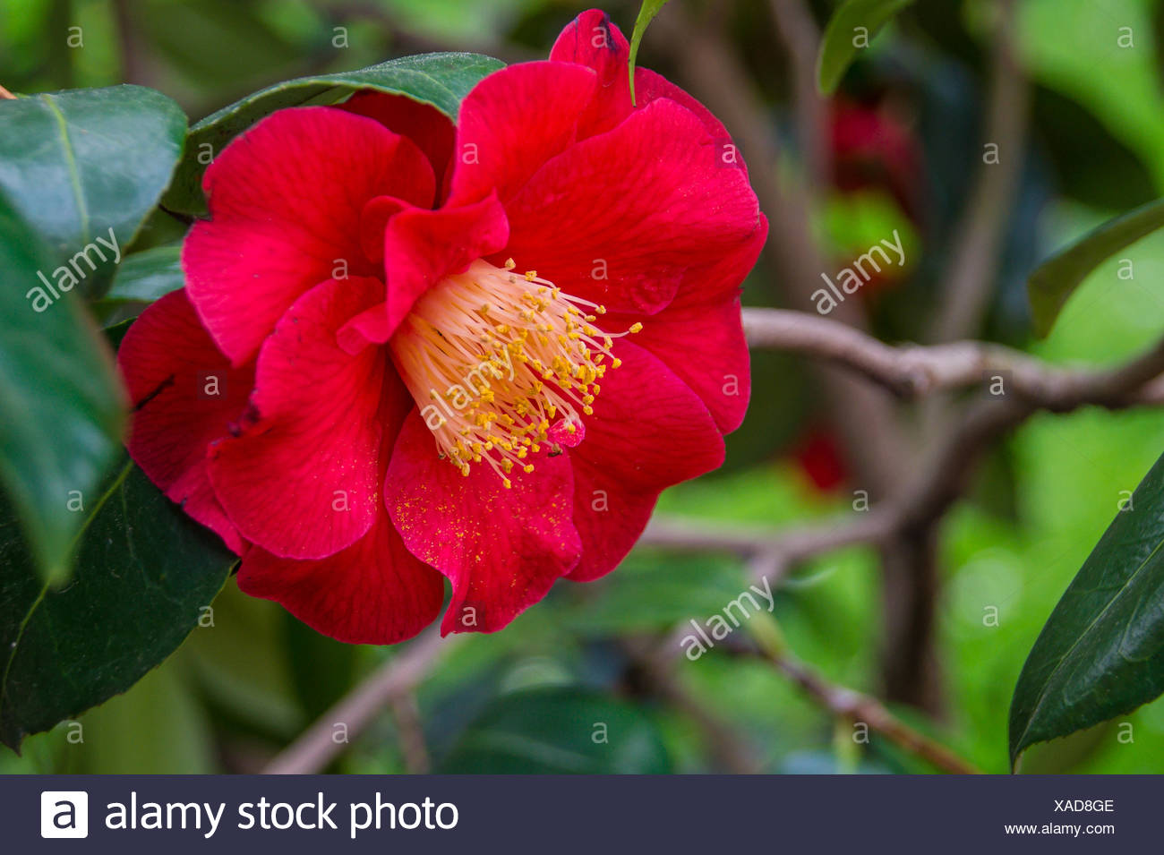 Kamelia High Resolution Stock Photography and Images - Alamy
