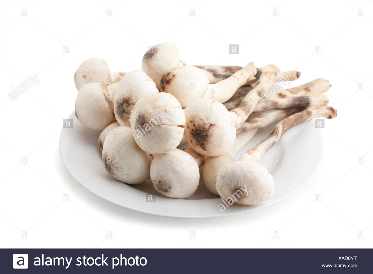 Termitomyces High Resolution Stock Photography and Images - Alamy
