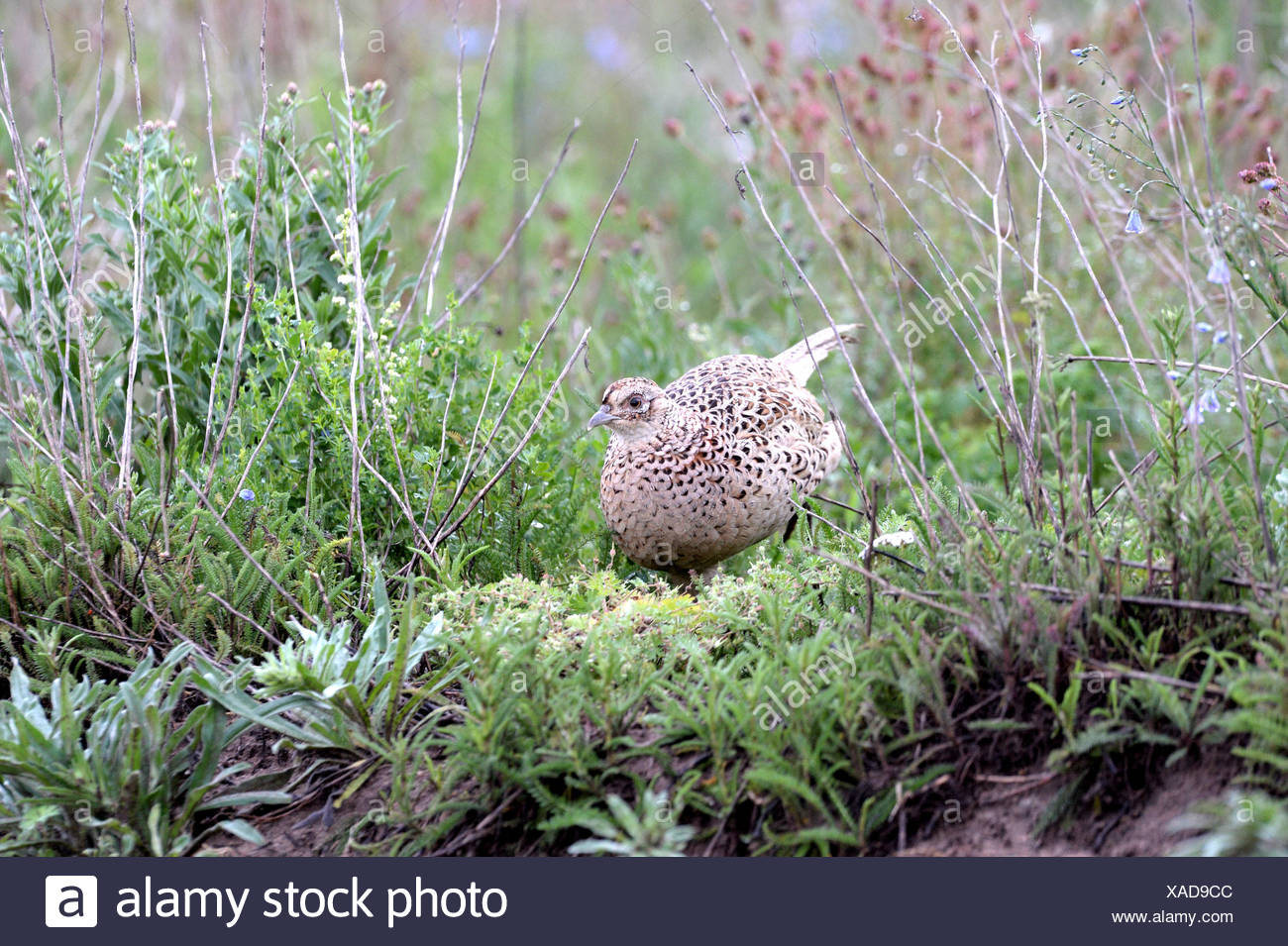Galliforms Stock Photos & Galliforms Stock Images - Alamy