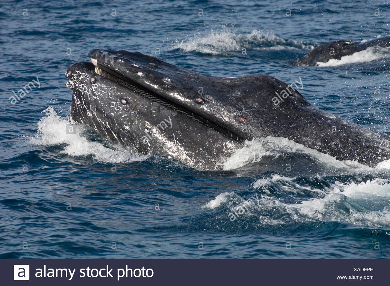 Tubercles Stock Photos & Tubercles Stock Images - Alamy