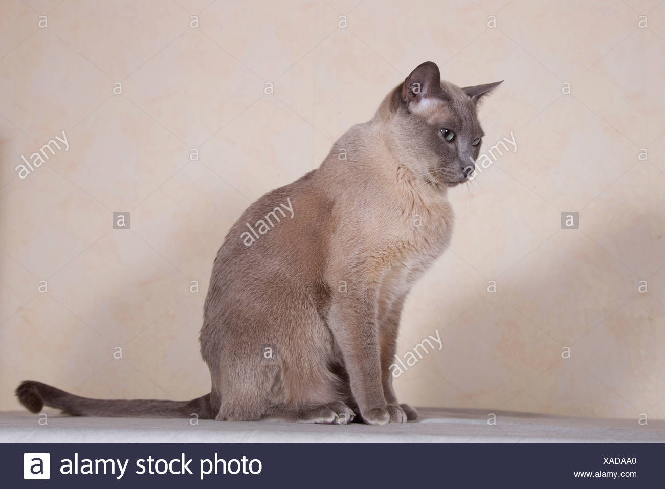 Tonkinese Cat Breed Tomcat Breeding High Resolution Stock Photography ...