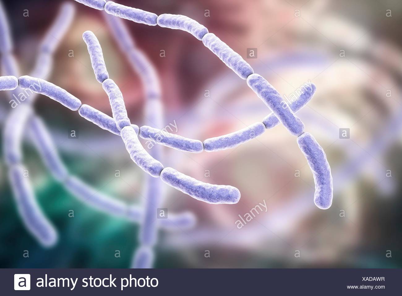 Moniliformis High Resolution Stock Photography and Images - Alamy