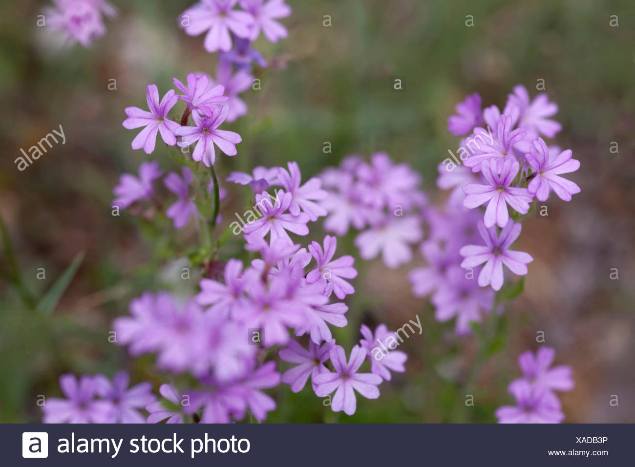 Starflower High Resolution Stock Photography and Images - Alamy
