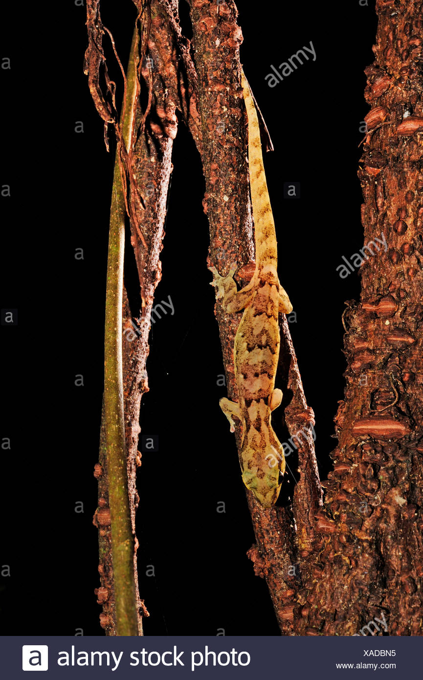 Bavayias High Resolution Stock Photography and Images - Alamy