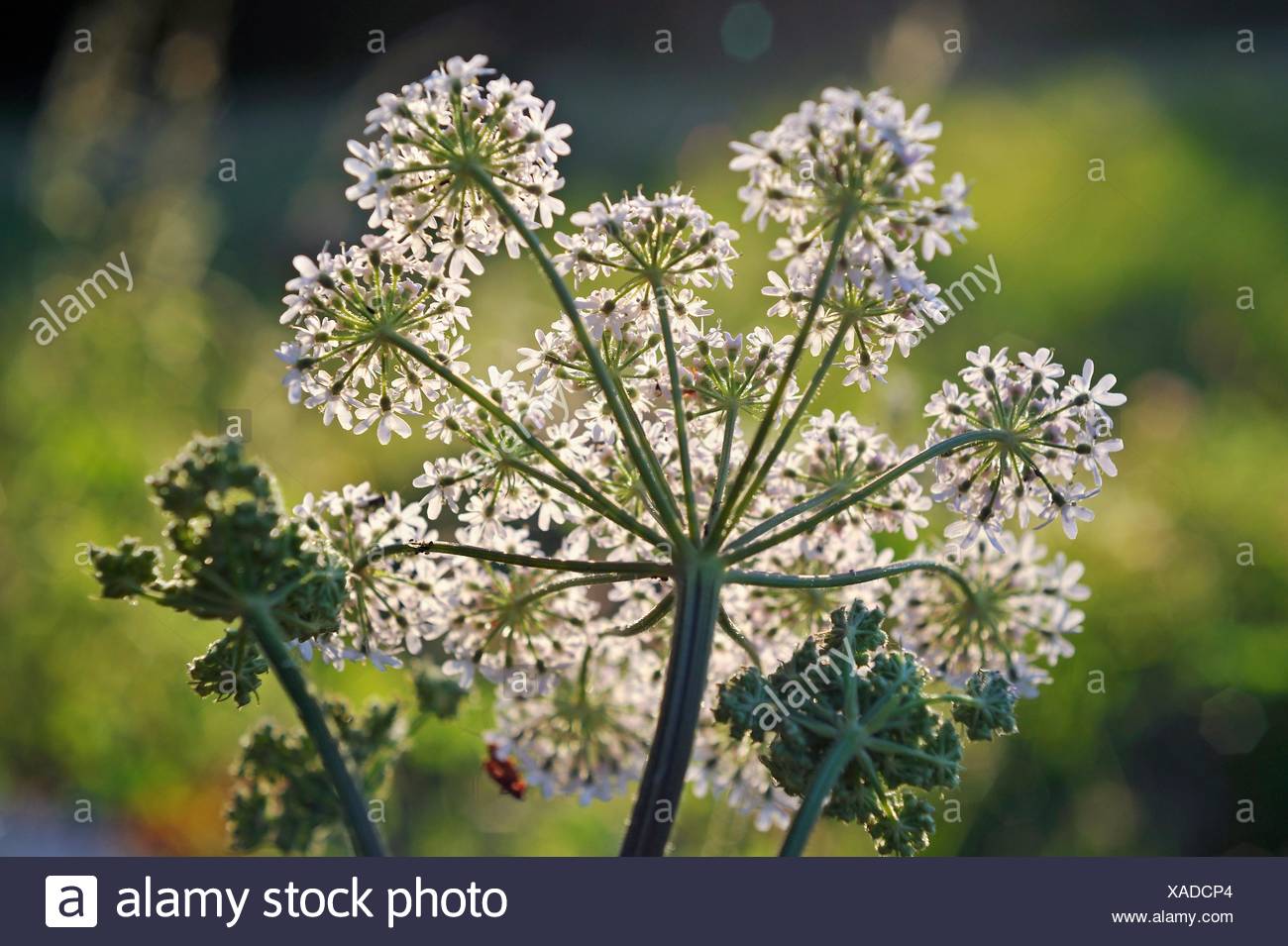 Apiaceae Umbelliferae High Resolution Stock Photography and Images - Alamy