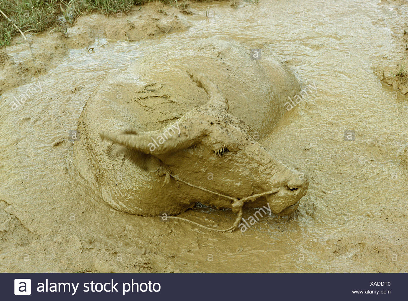 Mud Wallowing High Resolution Stock Photography and Images - Alamy