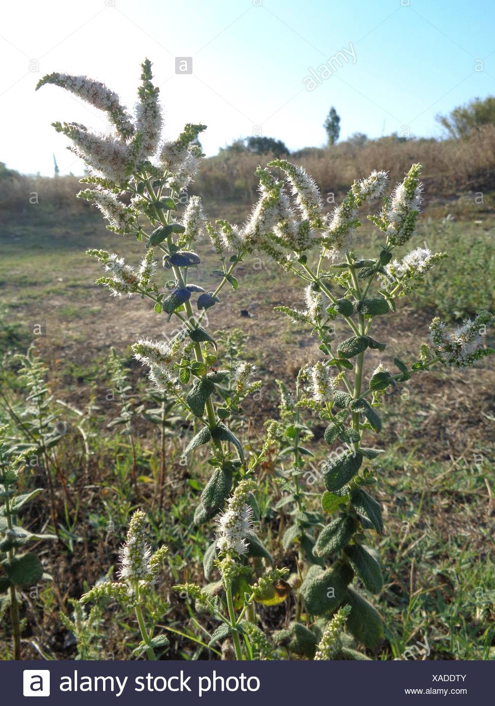 Mentha Rotundifolia High Resolution Stock Photography and Images - Alamy