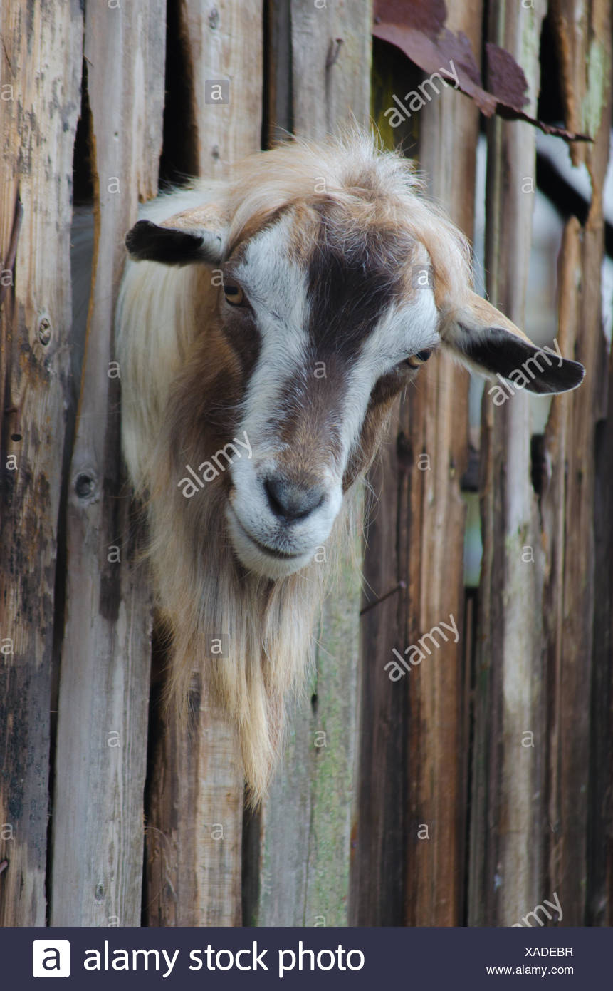 Bearded Goat Stock Photos & Bearded Goat Stock Images - Alamy