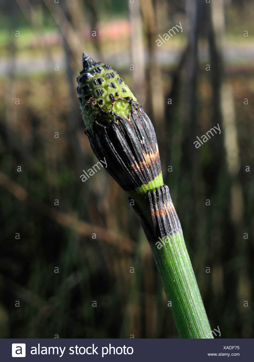 Horsetail Rush High Resolution Stock Photography and Images - Alamy