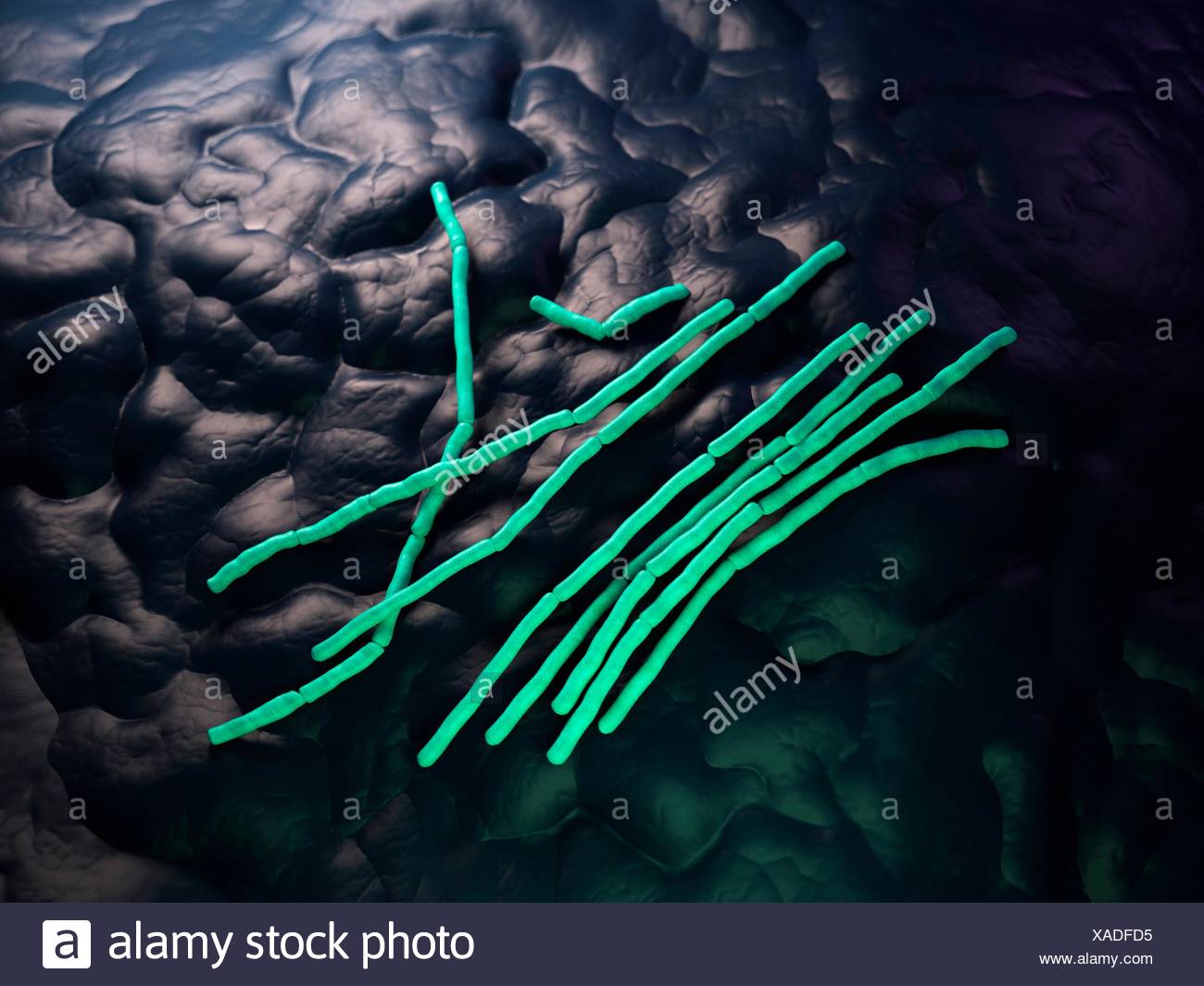 B Cereus High Resolution Stock Photography and Images - Alamy