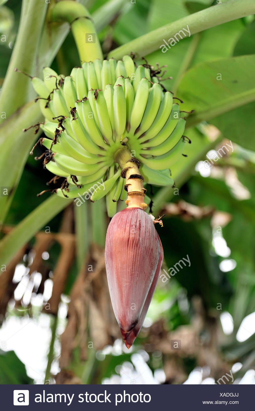 Banana Tree Musa Paradisiaca High Resolution Stock Photography and ...
