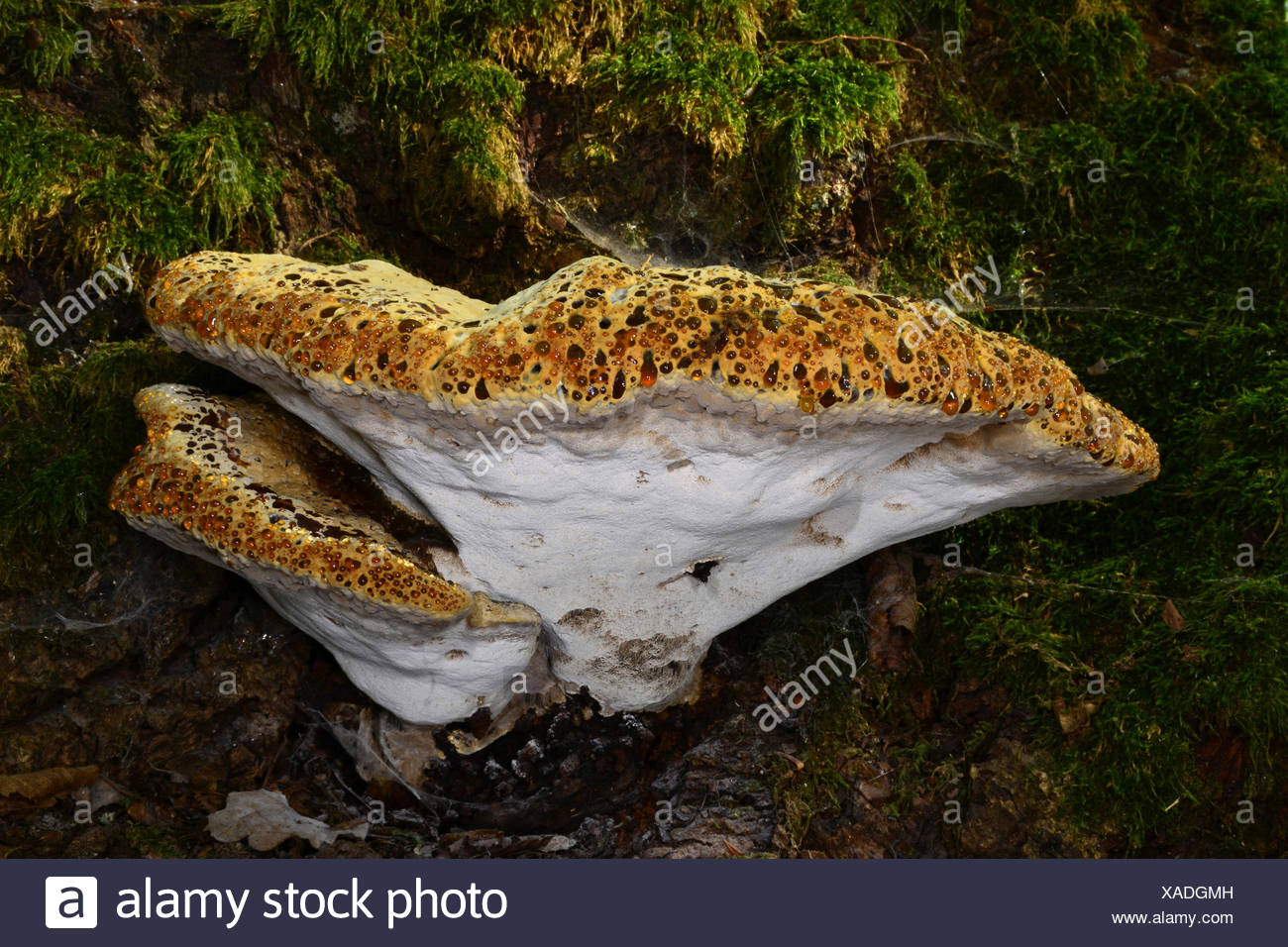 Dripping Fruit High Resolution Stock Photography and Images - Alamy