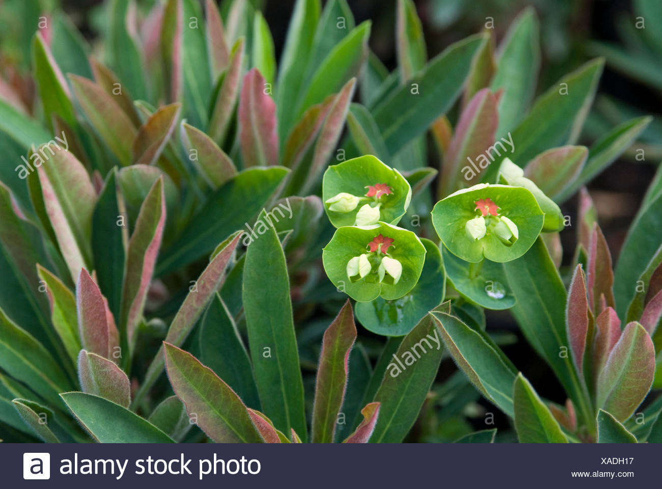 Tiny Tim Stock Photos & Tiny Tim Stock Images - Alamy