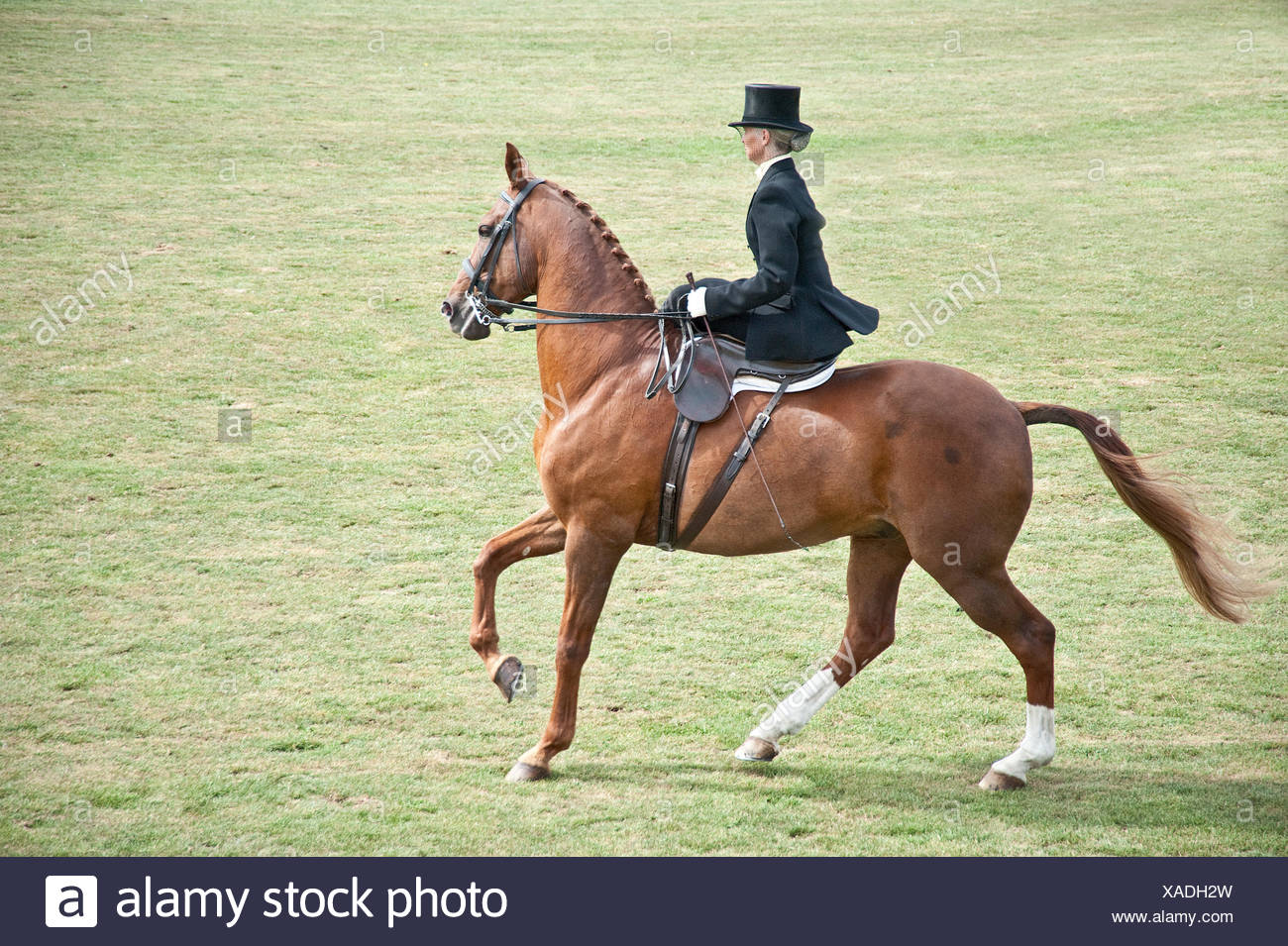 Side Saddle Lady Rider Stock Photos & Side Saddle Lady Rider Stock ...