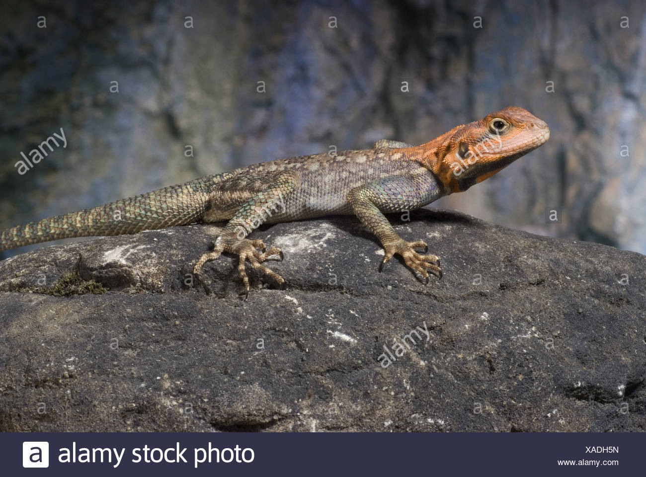 Agama Agama High Resolution Stock Photography and Images - Alamy