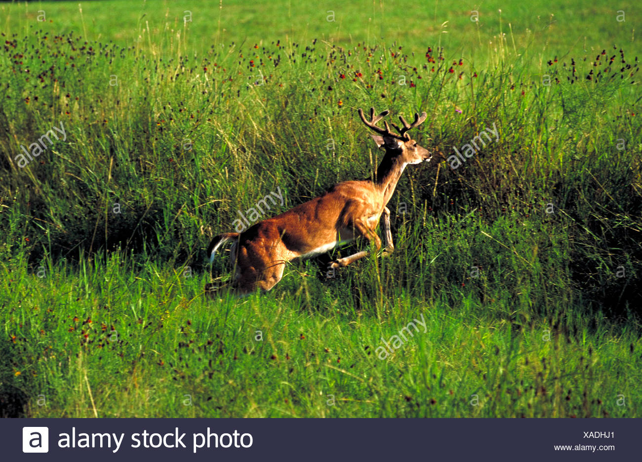 Deer Leaping High Resolution Stock Photography and Images - Alamy
