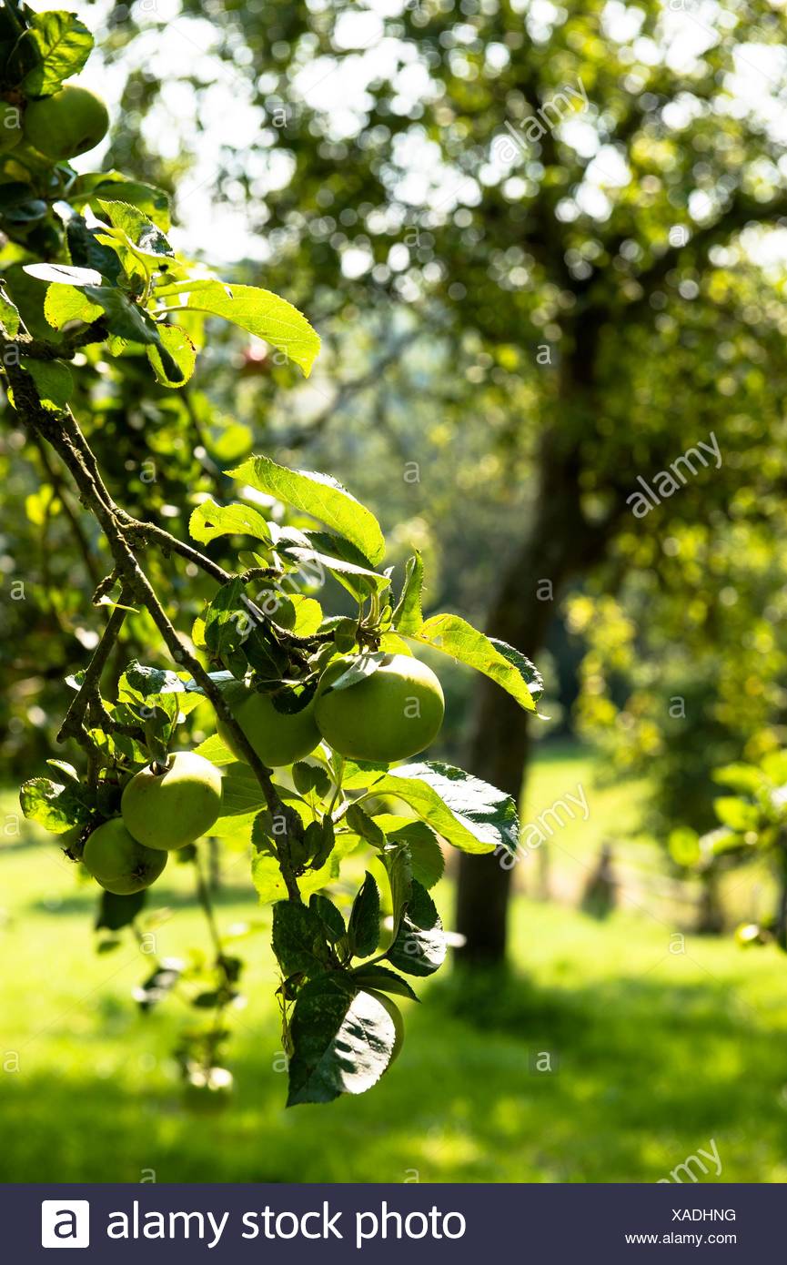 Apple Orchard Normandy High Resolution Stock Photography and Images - Alamy