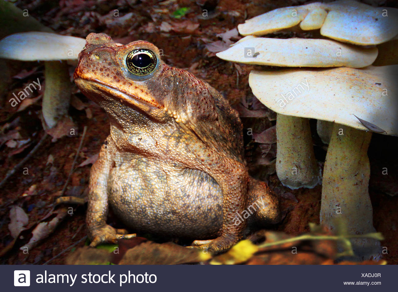 Marine Cane South High Resolution Stock Photography and Images - Alamy